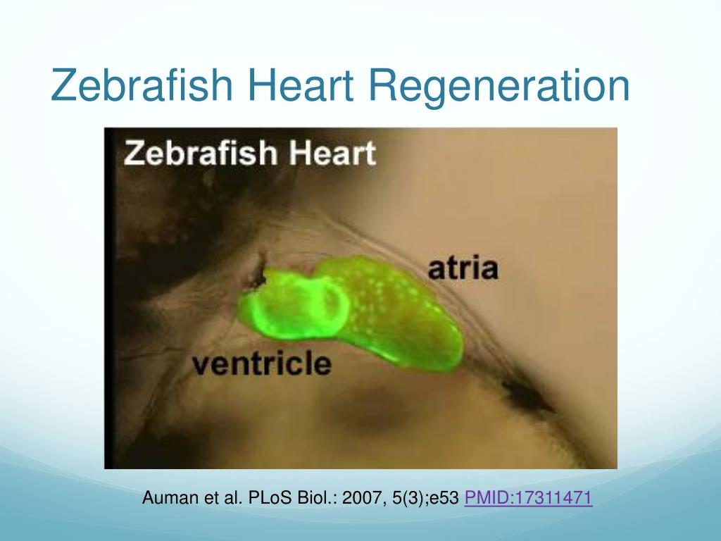 PPT - Zebrafish Heart Regeneration Occurs by Cardiomyocyte ...