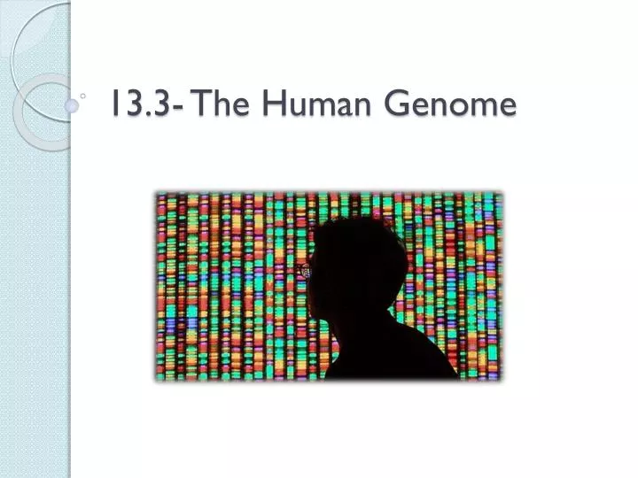 PPT - 13.3- The Human Genome PowerPoint Presentation, free download ...