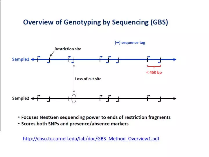 PPT - cbsu.cornell/lab/doc/GBS_Method_Overview1.pdf PowerPoint ...