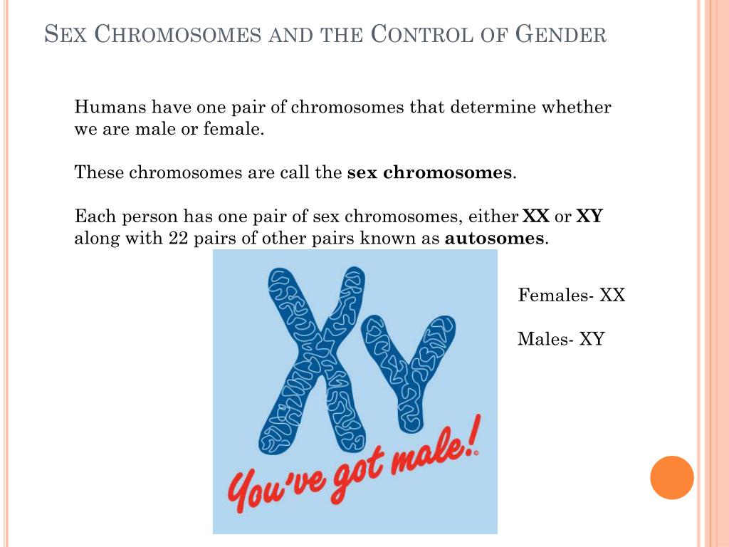 Ppt Chromosomal Mutations Powerpoint Presentation Free Hot Sex Picture