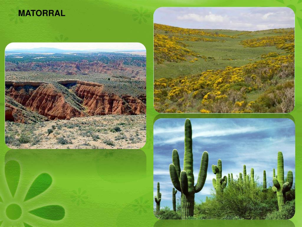 PPT - III Unidad: Ecosistemas y Recursos naturales “Los Biomas ...
