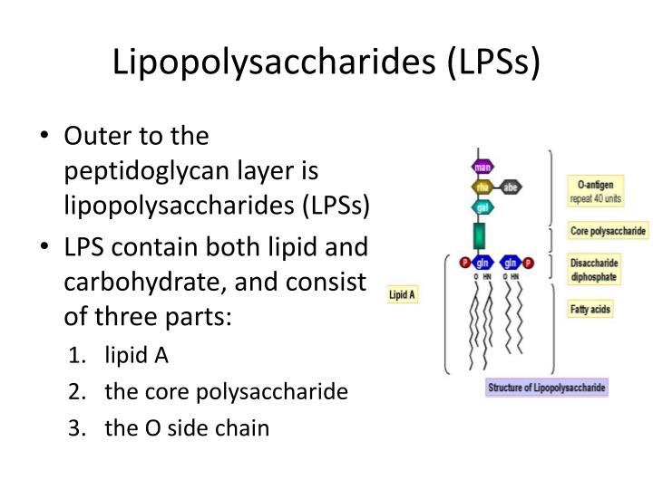 PPT - Prokaryotic Cell Structure and Function PowerPoint Presentation ...