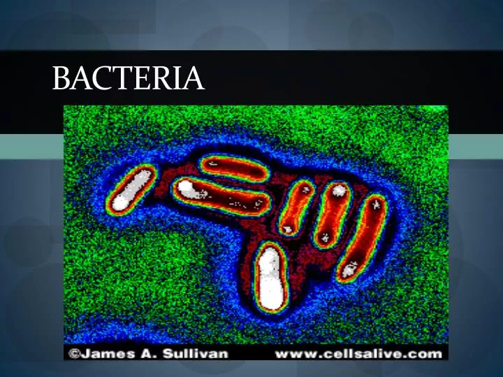 PPT - Bacteria PowerPoint Presentation, free download - ID:2378196