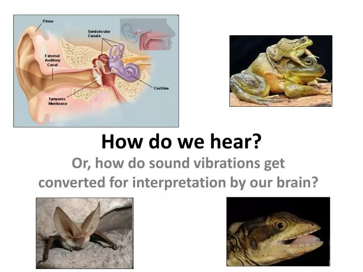 PPT - How do we hear? PowerPoint Presentation, free download - ID:2378621