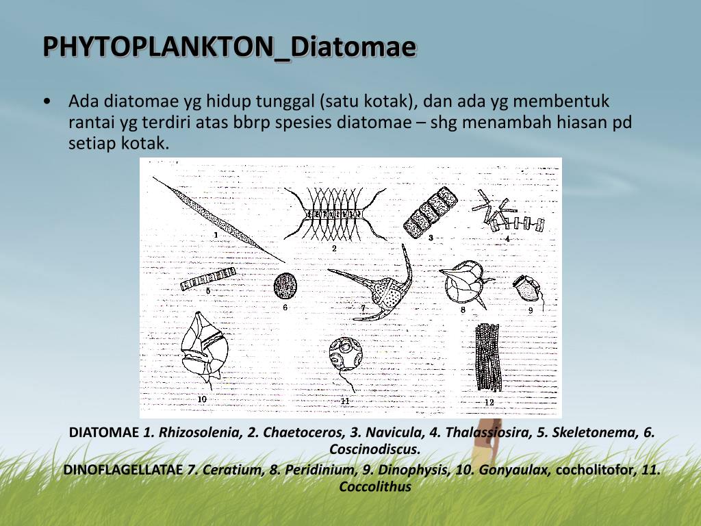 PPT - KEANEKARAGAMAN ORGANISME LAUT PLANKTON PowerPoint Presentation ...