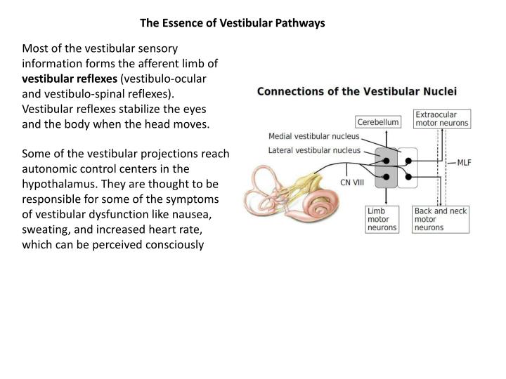 PPT - Vestibular System PowerPoint Presentation - ID:2378670