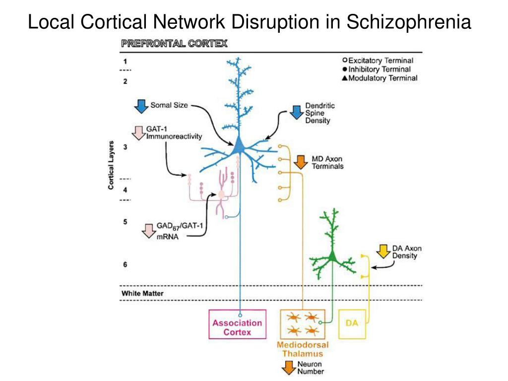 PPT - Neurobiological Factors in Schizophrenia PowerPoint Presentation ... PPT - Neurobiological Factors in Schizophrenia PowerPoint Presentation ...