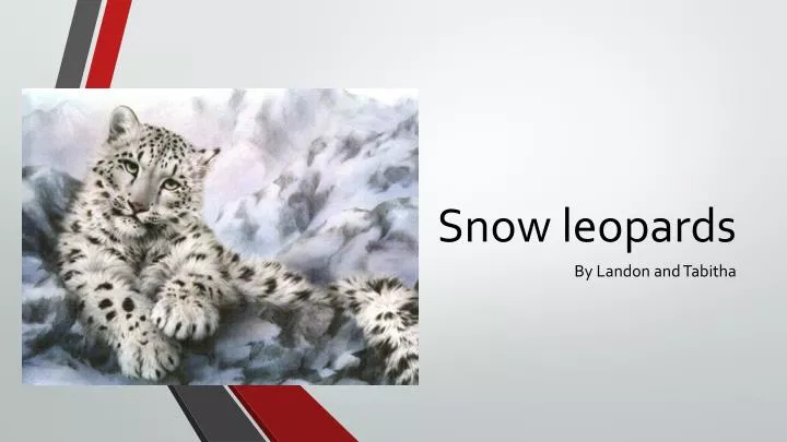 PPT - Snow leopards PowerPoint Presentation, free download - ID:2379220