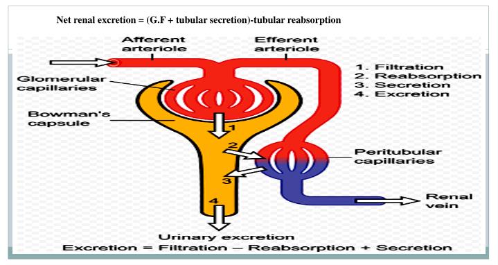 PPT - MECHANISM OF EXCRETION PowerPoint Presentation - ID:2379634