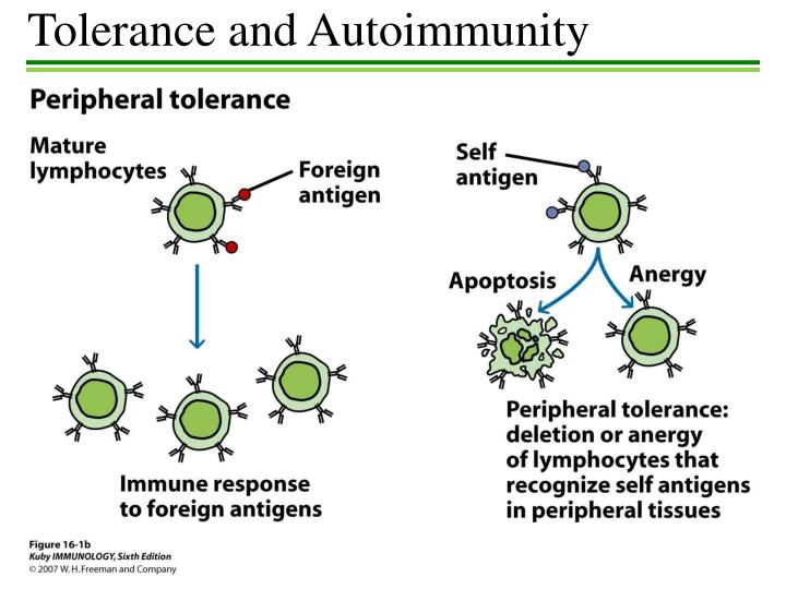PPT - Tolerance and Autoimmunity PowerPoint Presentation - ID:2380150