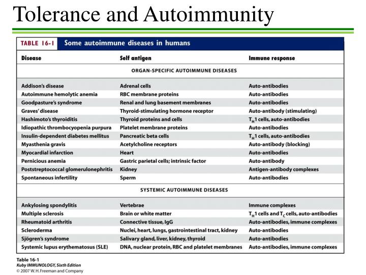 PPT - Tolerance and Autoimmunity PowerPoint Presentation - ID:2380150