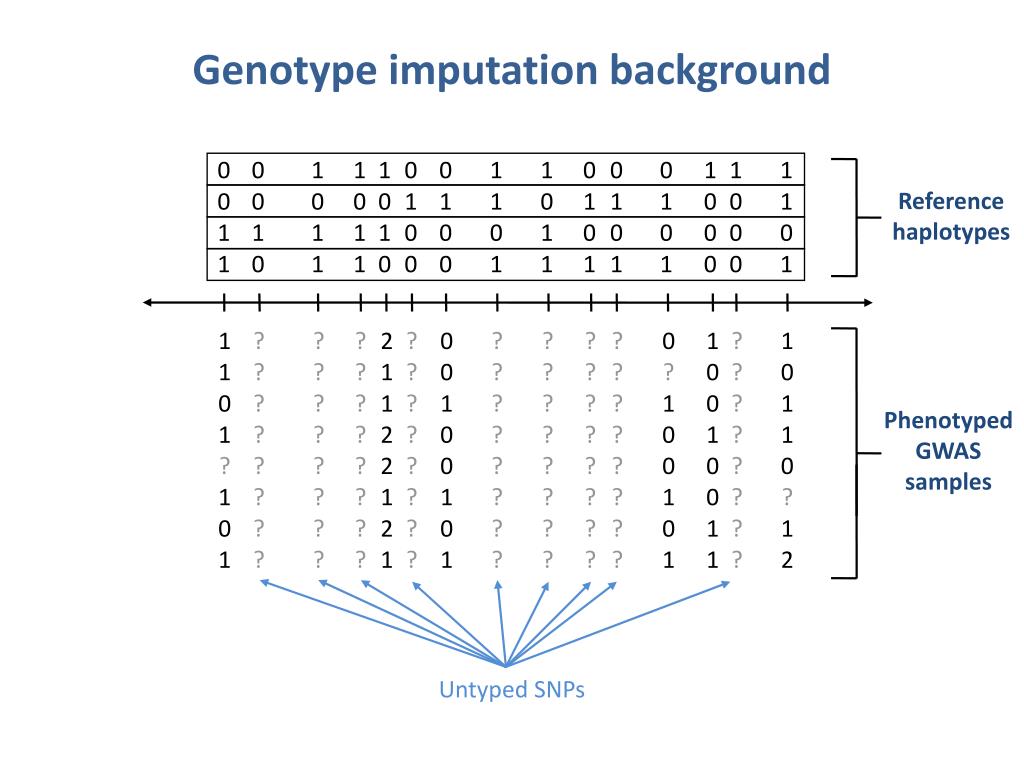 PPT - Genotype imputation background PowerPoint Presentation, free ... PPT - Genotype imputation background PowerPoint Presentation, free ...