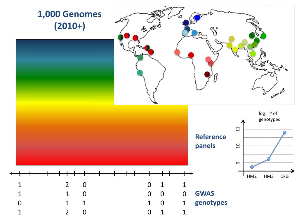 PPT - Genotype imputation background PowerPoint Presentation, free ... PPT - Genotype imputation background PowerPoint Presentation, free ...