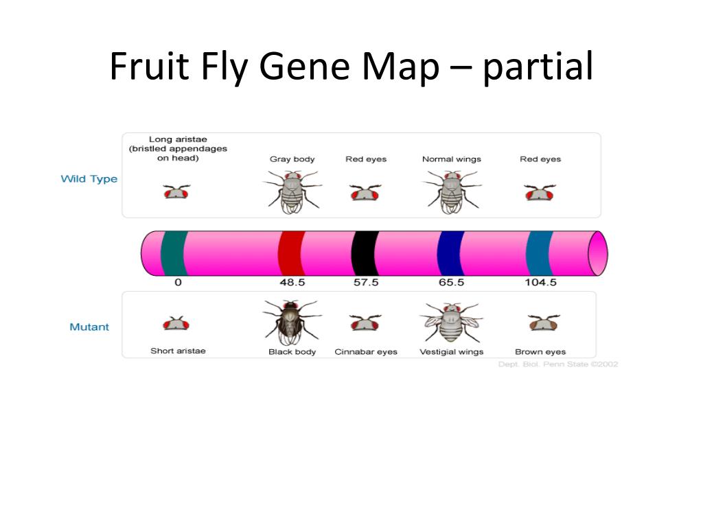Ppt Goal 6 Gene Linkage Powerpoint Presentation Free Download Id2380474