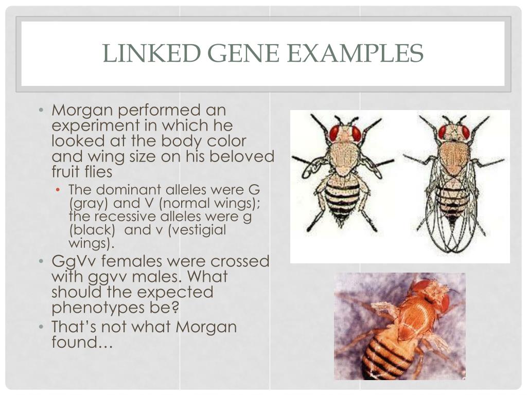 PPT - Sex determination and sex linkage PowerPoint Presentation, free ...