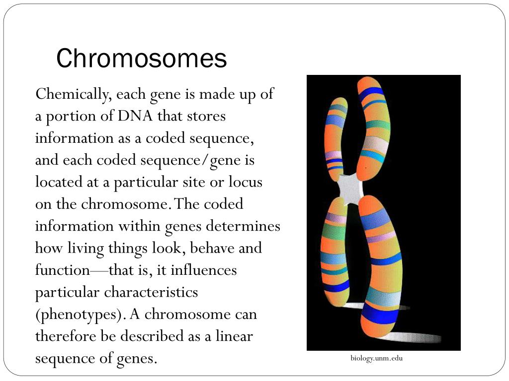 PPT - Blueprint of Life Topic 11: Chromosomes, Meiosis and Gamete ...