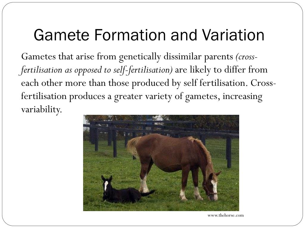PPT - Blueprint of Life Topic 11: Chromosomes, Meiosis and Gamete ...