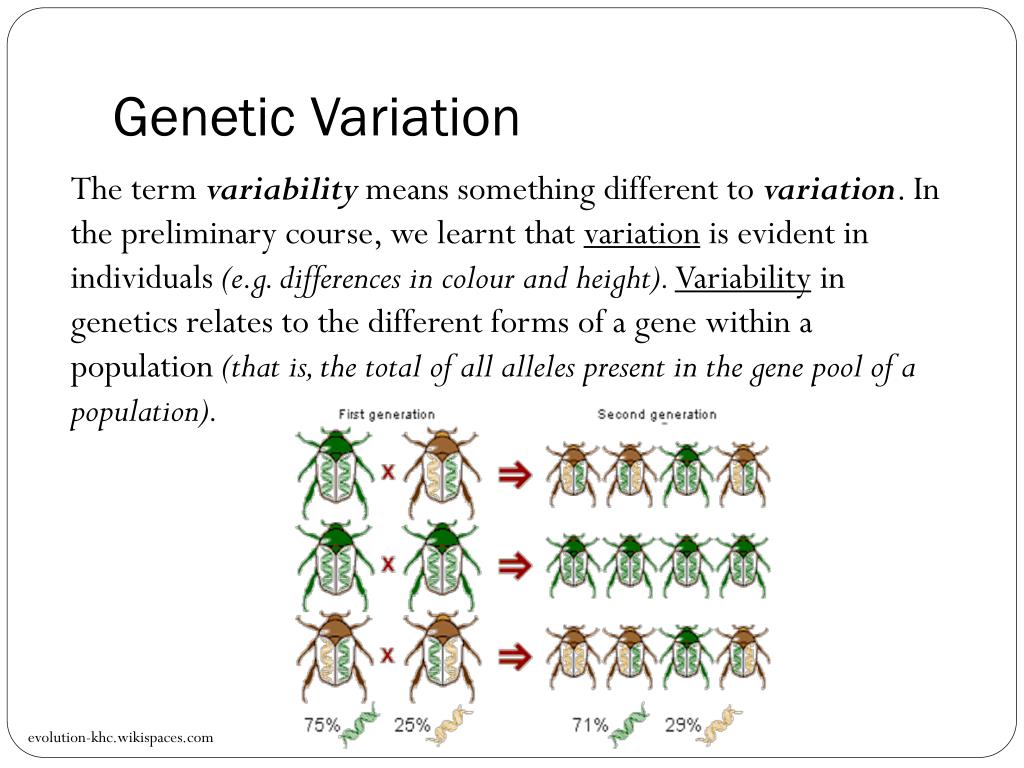 PPT - Blueprint of Life Topic 11: Chromosomes, Meiosis and Gamete ...