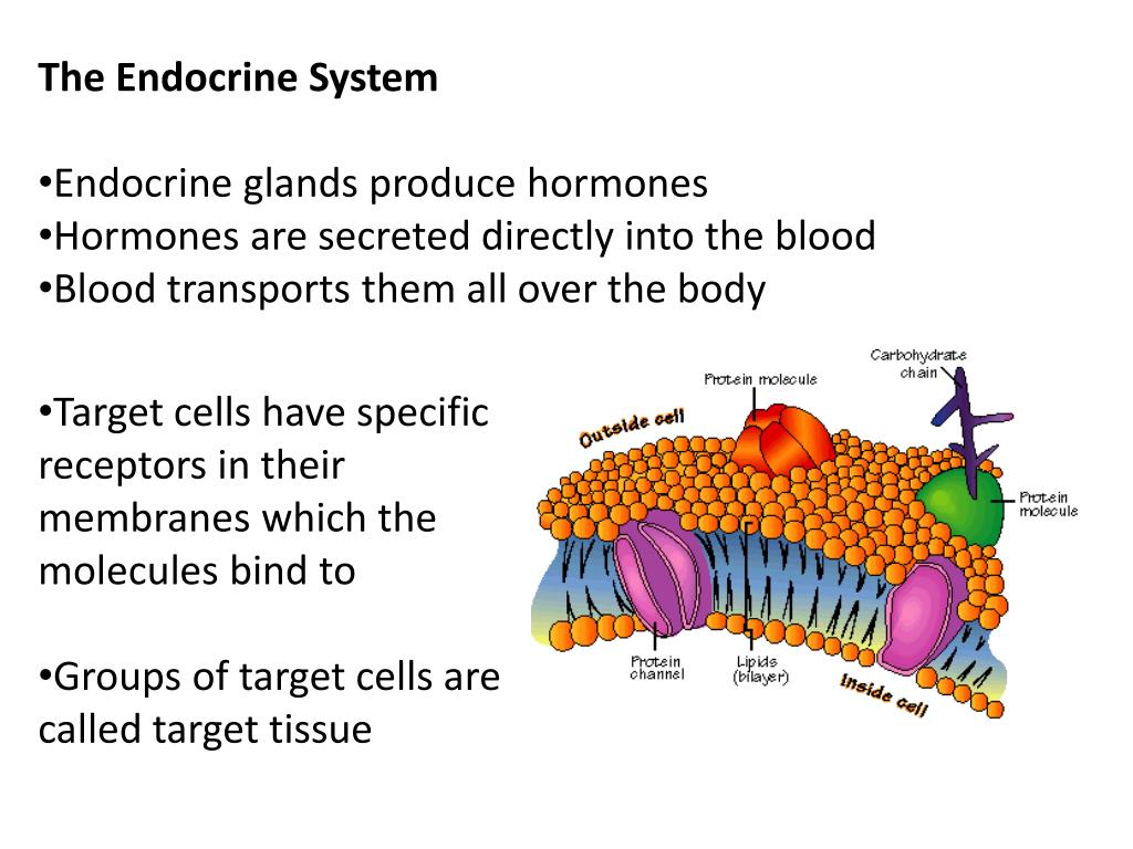 PPT - The Endocrine S ystem Endocrine glands produce hormones ...