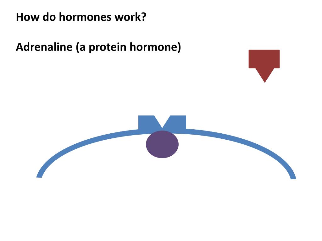 PPT - The Endocrine S ystem Endocrine glands produce hormones ...