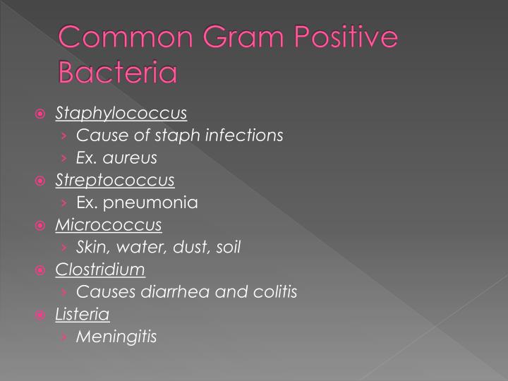 PPT - Gram Staining PowerPoint Presentation - ID:2381074