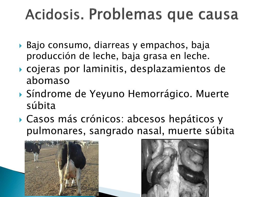 PPT - Alimentando a la vaca recién parida para prevenir la Acidosis ...