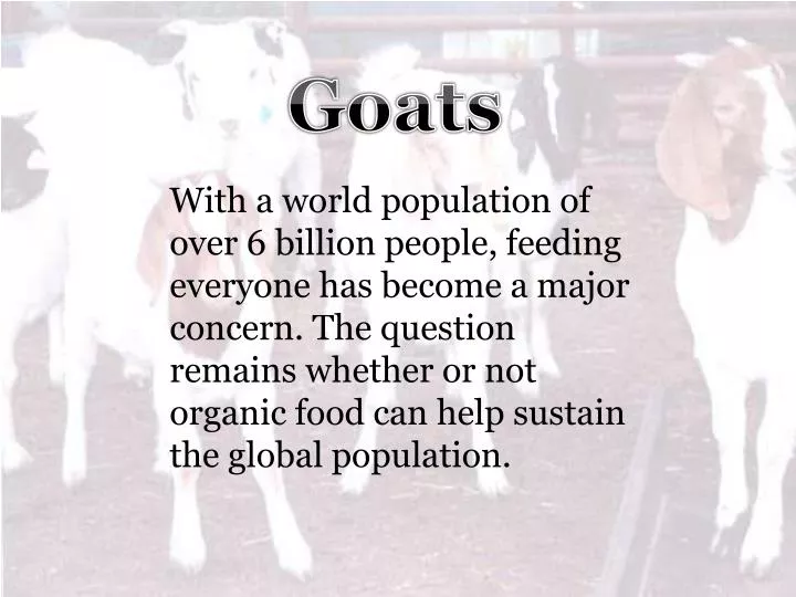PPT - Goats PowerPoint Presentation, free download - ID:2381186