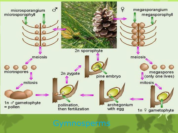 PPT - PERMIAN PERIOD PowerPoint Presentation - ID:2381578