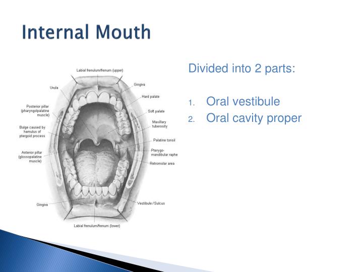 PPT - ORAL ANATOMY PowerPoint Presentation - ID:2381675