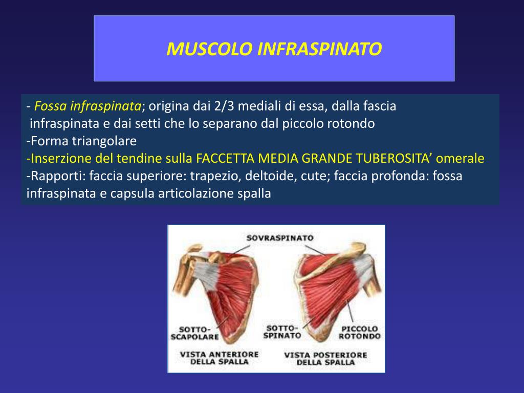 PPT - ANATOMIA PER IMMAGINI DELLA SPALLA: ECOGRAFIA PowerPoint ...