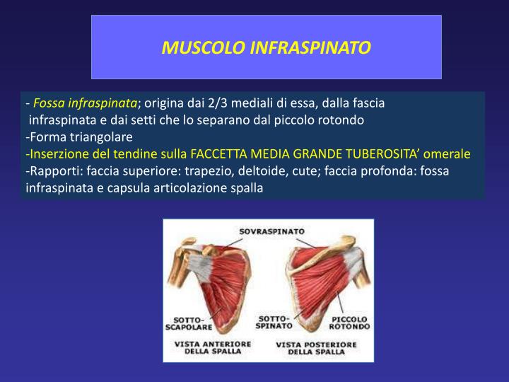 PPT - ANATOMIA PER IMMAGINI DELLA SPALLA: ECOGRAFIA PowerPoint ...