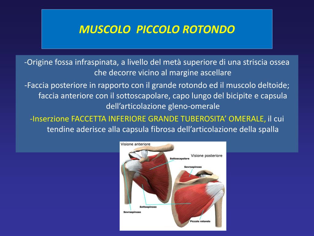 PPT - ANATOMIA PER IMMAGINI DELLA SPALLA: ECOGRAFIA PowerPoint ...