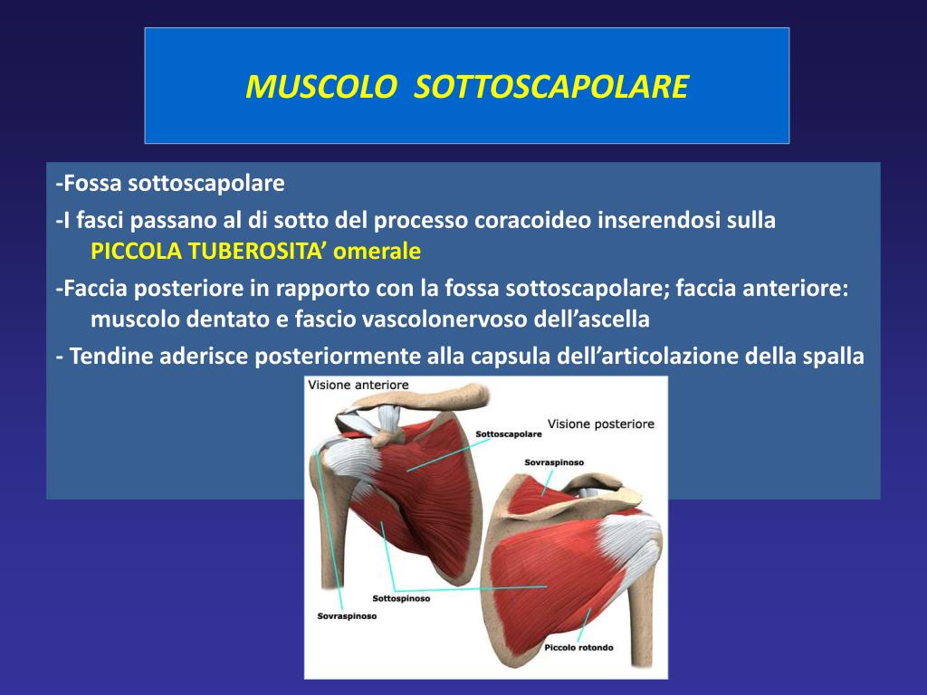 PPT - ANATOMIA PER IMMAGINI DELLA SPALLA: ECOGRAFIA PowerPoint ...