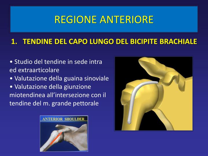 PPT - ANATOMIA PER IMMAGINI DELLA SPALLA: ECOGRAFIA PowerPoint ...