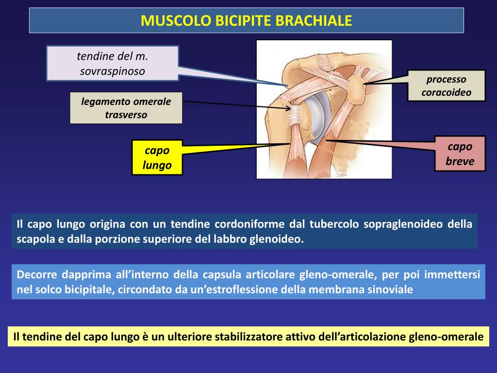 PPT - ANATOMIA PER IMMAGINI DELLA SPALLA: ECOGRAFIA PowerPoint ...