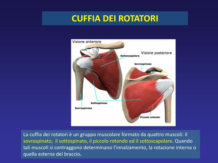 PPT - ANATOMIA PER IMMAGINI DELLA SPALLA: ECOGRAFIA PowerPoint ...