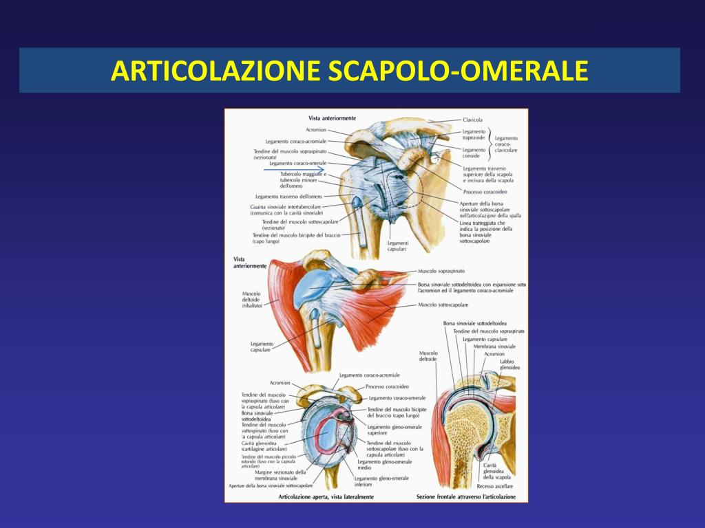 PPT - ANATOMIA PER IMMAGINI DELLA SPALLA: ECOGRAFIA PowerPoint ...