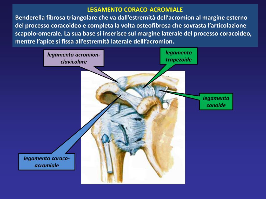 PPT - ANATOMIA PER IMMAGINI DELLA SPALLA: ECOGRAFIA PowerPoint ...
