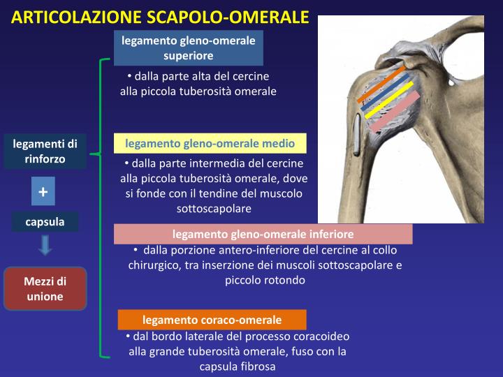 PPT - ANATOMIA PER IMMAGINI DELLA SPALLA: ECOGRAFIA PowerPoint ...