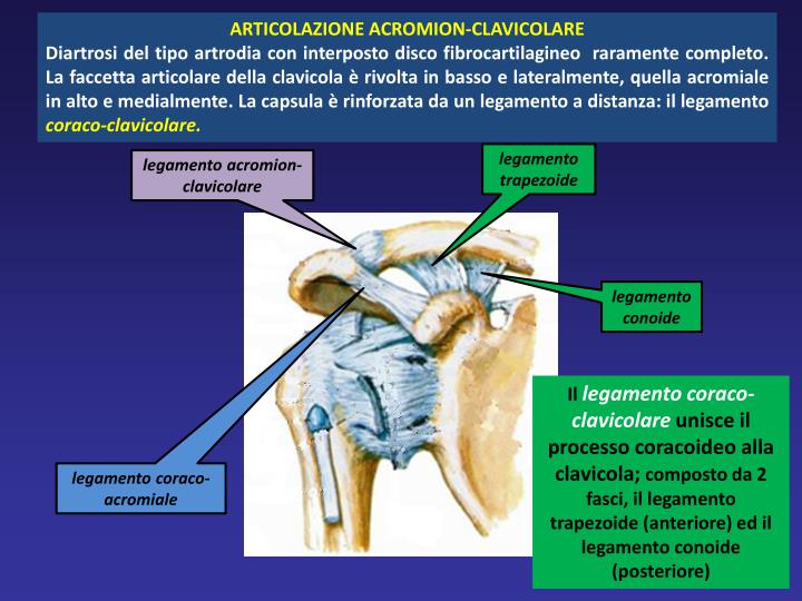 PPT - ANATOMIA PER IMMAGINI DELLA SPALLA: ECOGRAFIA PowerPoint ...