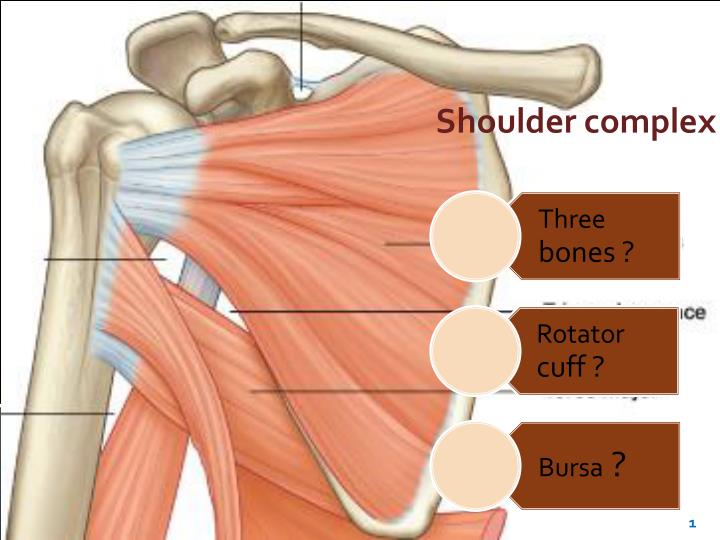 PPT - Shoulder Impingement Syndrome PowerPoint Presentation - ID:2381718