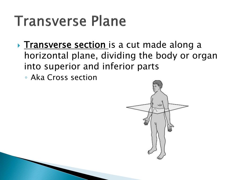 PPT The Language Of Anatomy PowerPoint Presentation Free Download