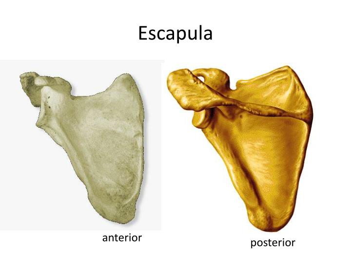 PPT - Cintura Escapular PowerPoint Presentation - ID:2381802