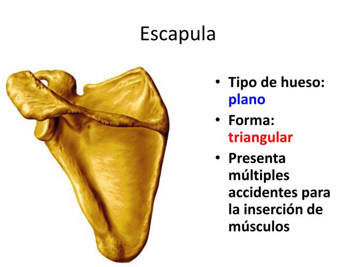 PPT - Cintura Escapular PowerPoint Presentation - ID:2381802