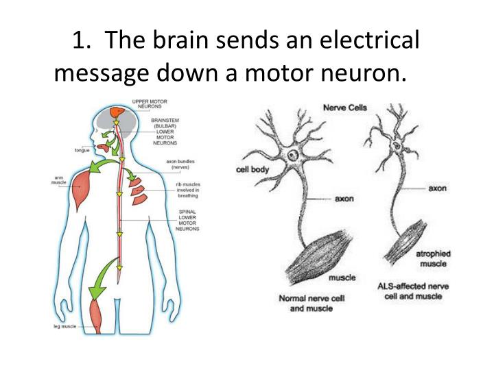 PPT - Muscle Contraction PowerPoint Presentation - ID:2382030