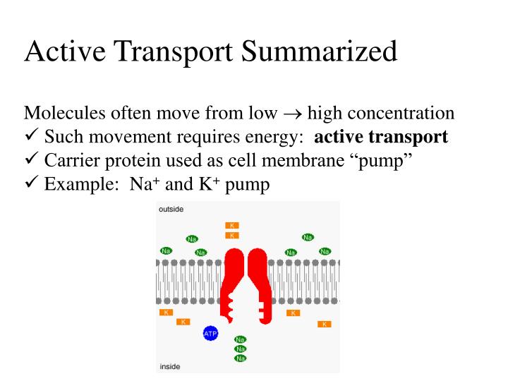 PPT - Muscle Contraction PowerPoint Presentation - ID:2382030