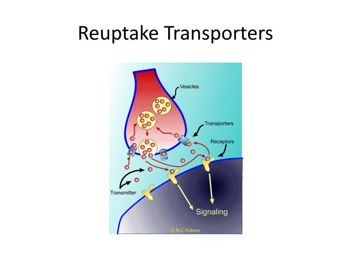 PPT - Muscle Contraction PowerPoint Presentation - ID:2382030