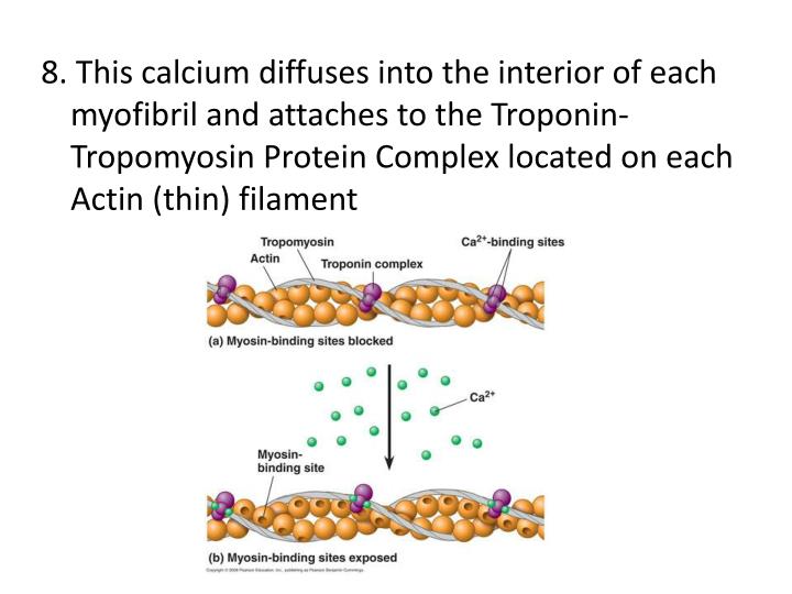 PPT - Muscle Contraction PowerPoint Presentation - ID:2382030