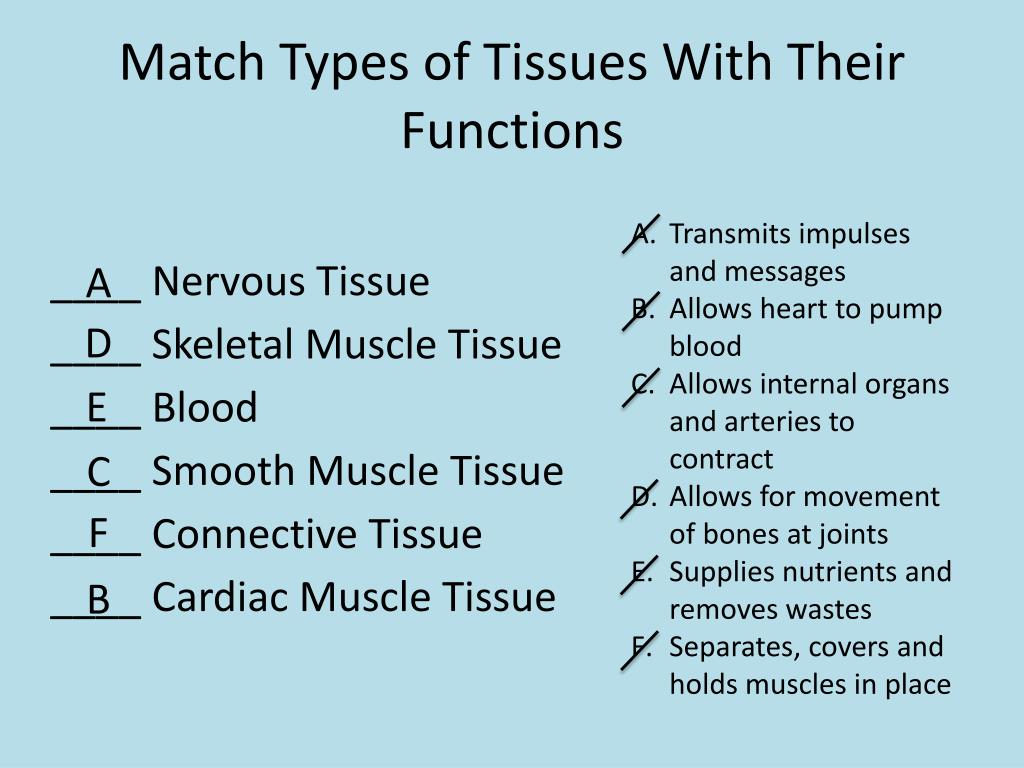 PPT - Learning Target: Compare skeletal, smooth and cardiac muscle ...