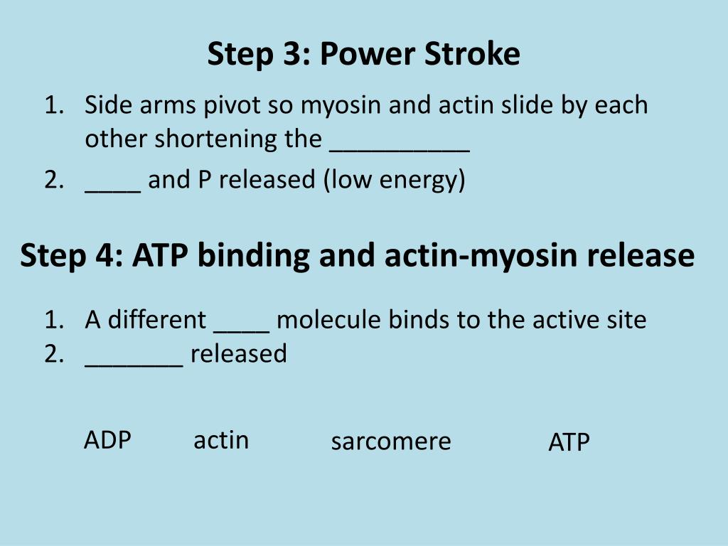 PPT - Learning Target: Compare skeletal, smooth and cardiac muscle ...